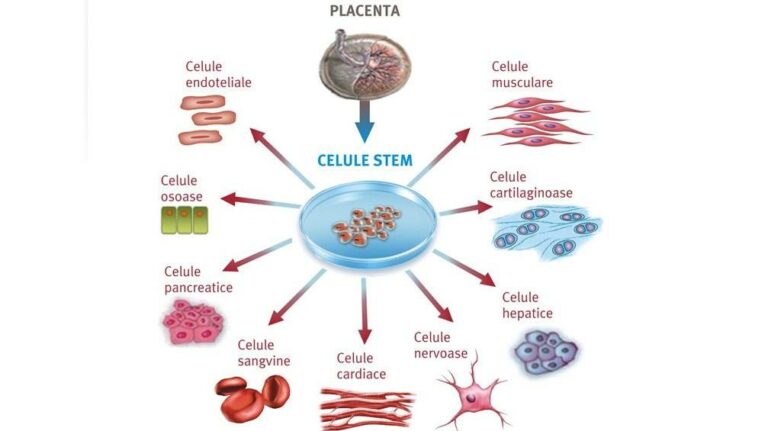Celulele stem in tratamentul bolilor de inima - Euromedics Cryo/Bank